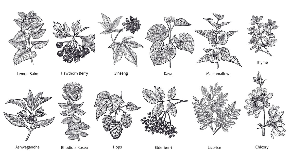 Map of Berries Wallpaper: Botanical Beauty for Fresh Interiors