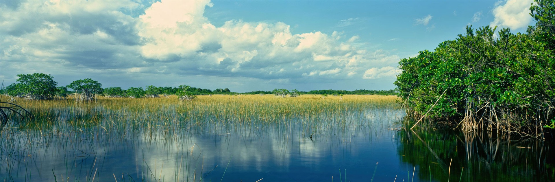 Everglades Mangrove Peel and Stick Wallpaper for Living Room, Bedroom