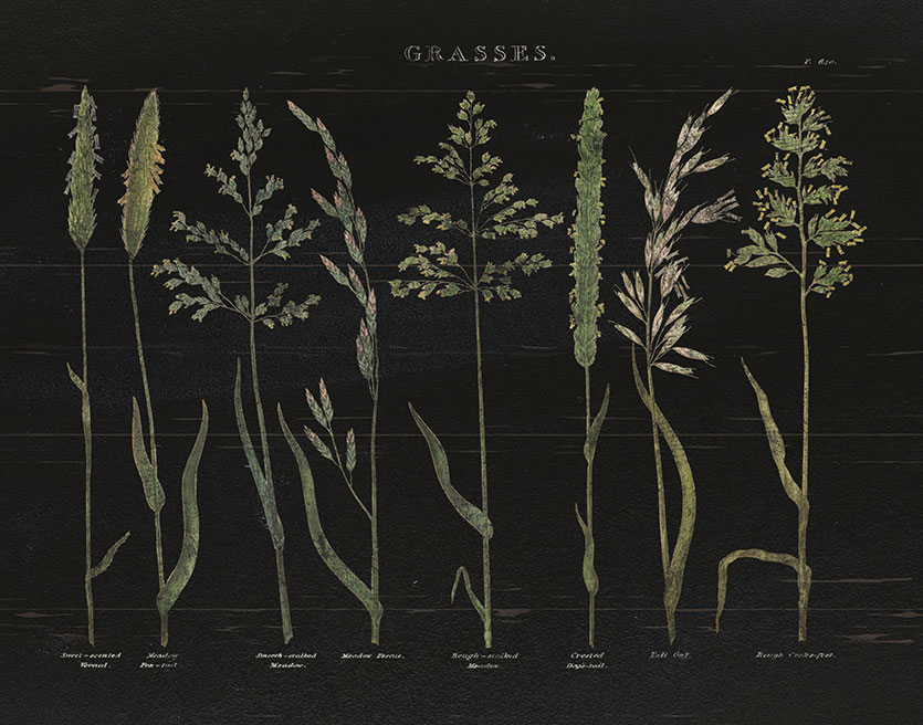 Grass Types Wallpaper – Natural Elegance Decor