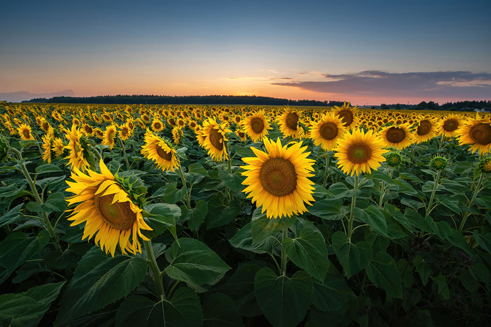 Proud Sunflower Field Wallpaper Walls Forever