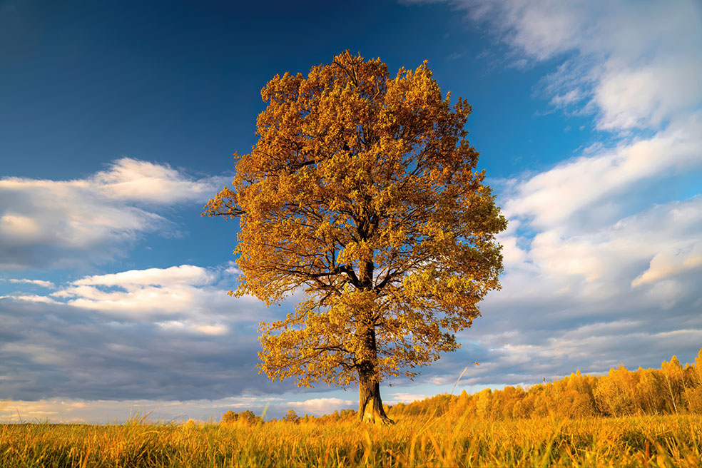 Last Tree Standing Wallpaper - Serene and Reflective Landscape